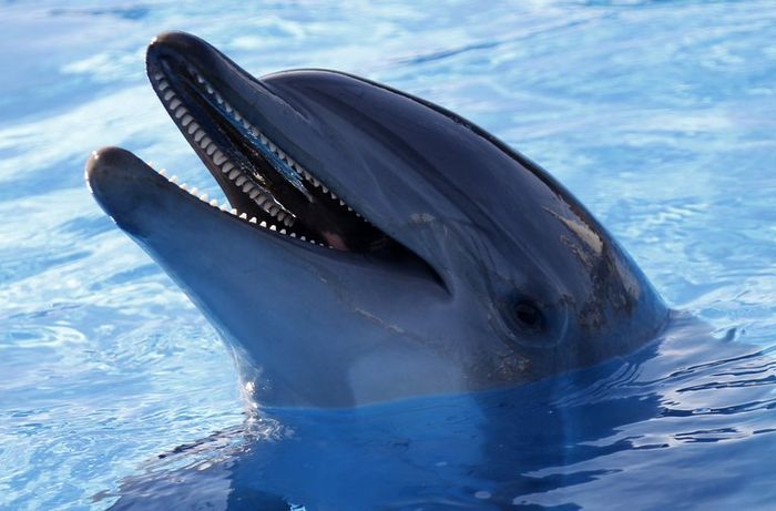 Russian Military Seeks Five Combat Dolphins - I24NEWS