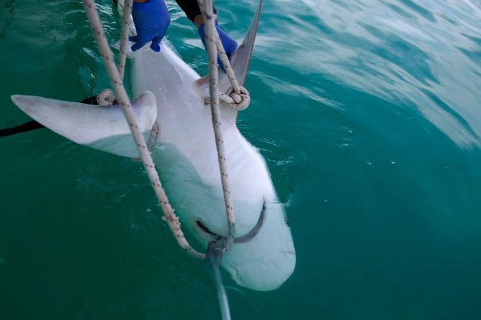 Israel's Shark Hotspot Gives Scientists Rare Look At Mysterious ...