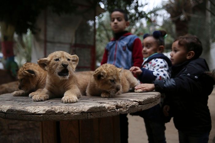 Gaza Authorities Stop Rescue Of Rafah Zoo Animals - i24NEWS