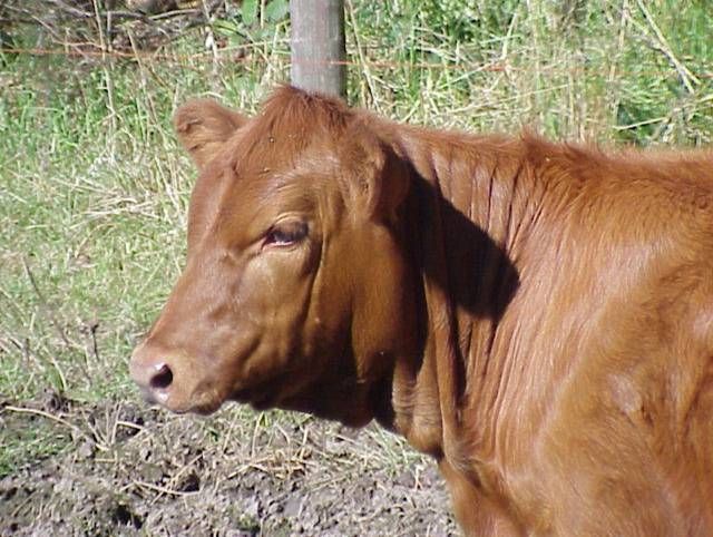 The Hunt For A Perfect Red Cow - I24NEWS