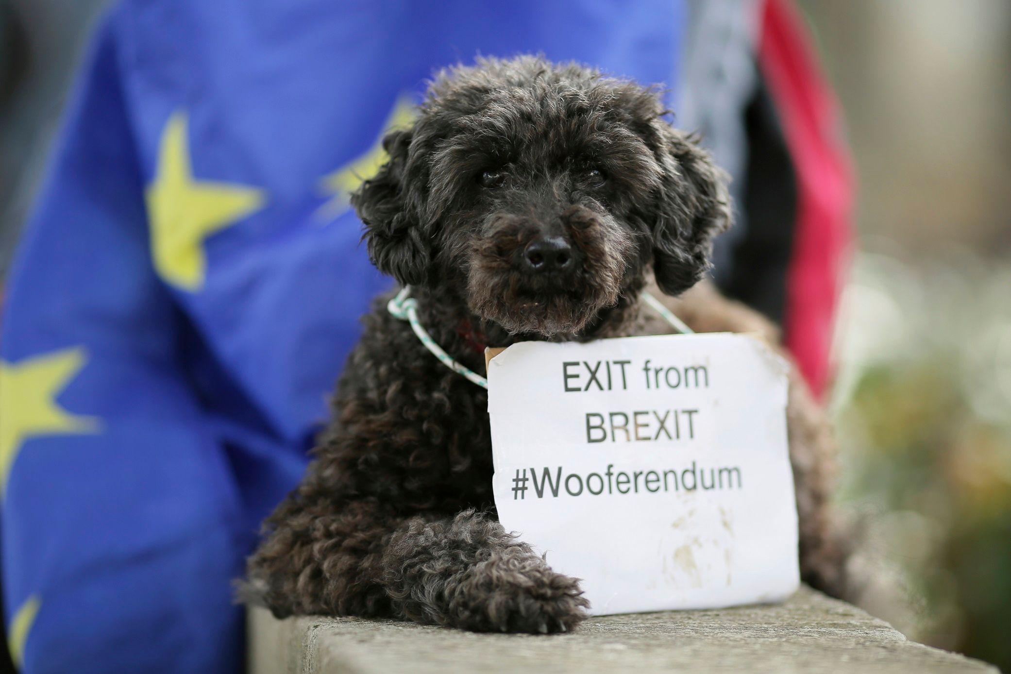 Hundreds Of Dogs Hound May For 'Wooferendum' On Brexit - i24NEWS