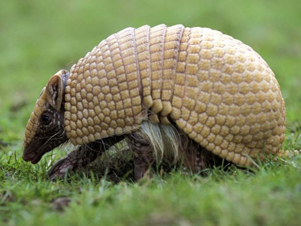 Armadillo Face Close Up
