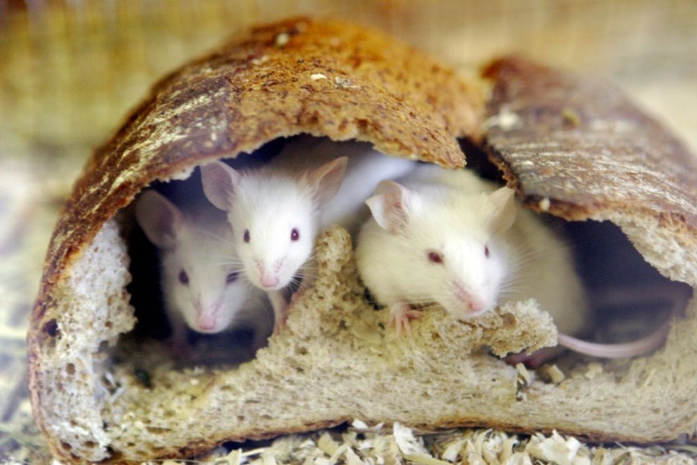 Mice Infested Human Settlements In Israel 15,000 Years Ago - i24NEWS