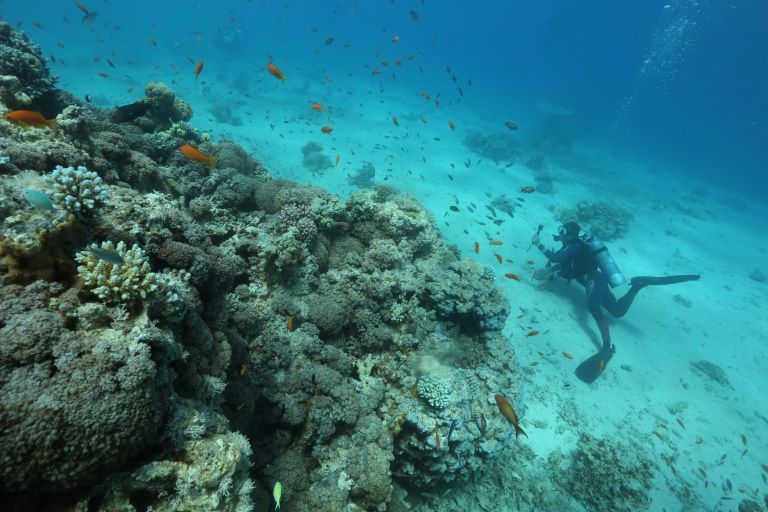 Scientists Warn Imminent Oil Spill Imperils Swathes Of The Red Sea ...