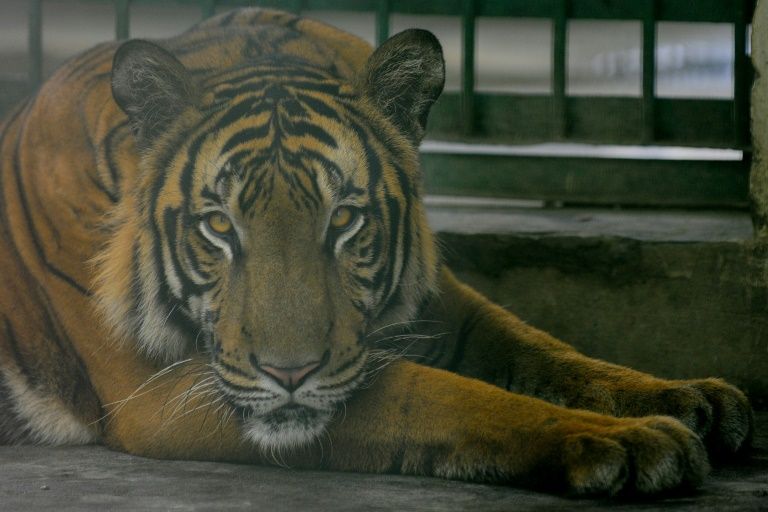 Bangladesh Shoots Dead Six Alleged Tiger Poachers - i24NEWS