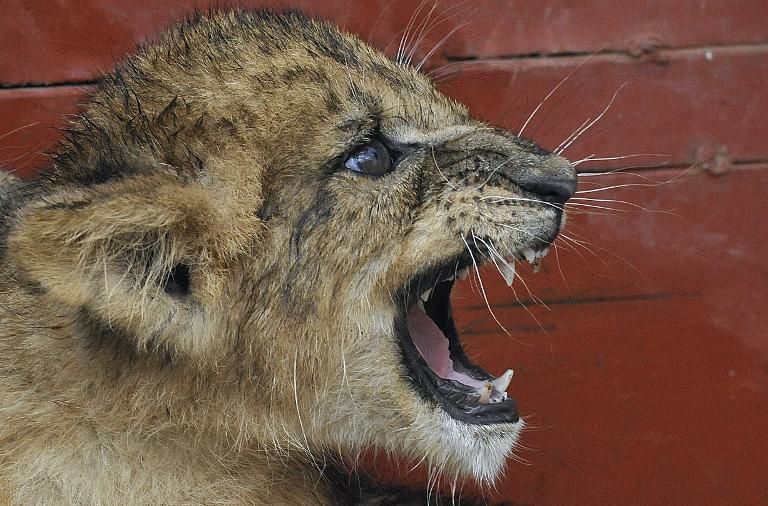 Lebanon Gives Teeth To Big Cat Protection Efforts - i24NEWS