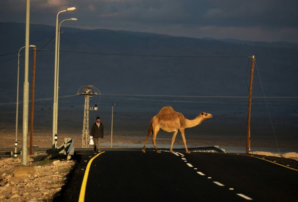 Elite Israeli Soldier Jailed For Shooting Camel - i24NEWS