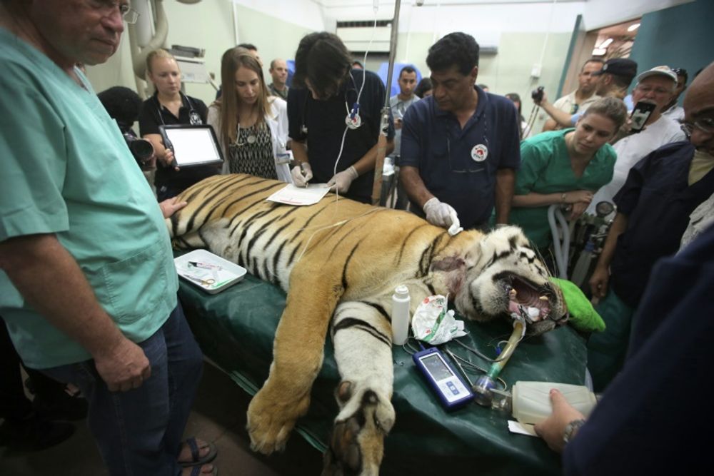 Laziz The Tiger And Friends Leave Gaza For New Life - i24NEWS