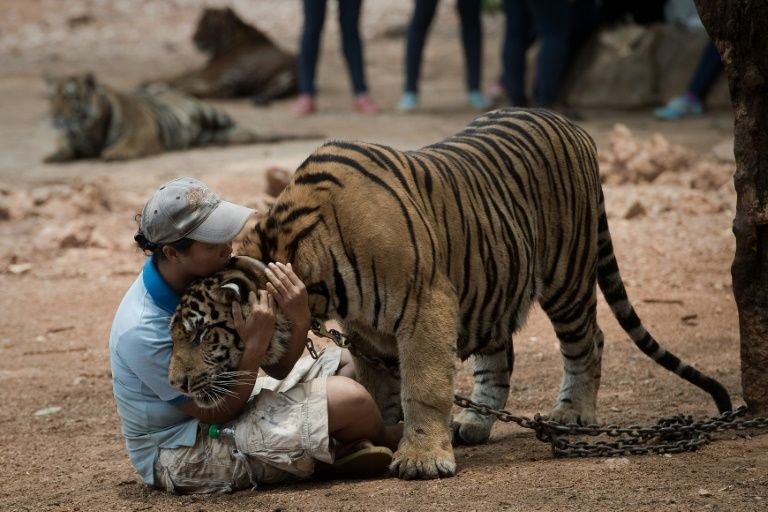 Dozens Of Dead Tiger Cubs Found At Popular Temple In Thailand - i24NEWS