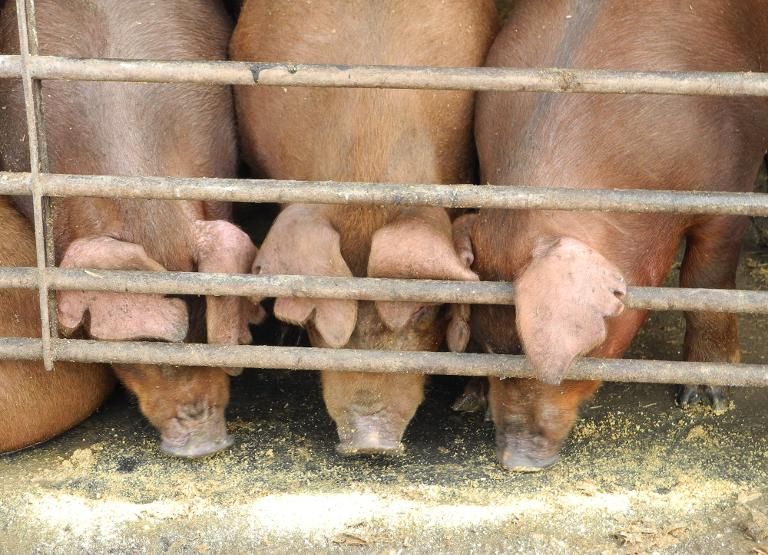 US Researchers Grow Human Organs Inside Pigs - i24NEWS