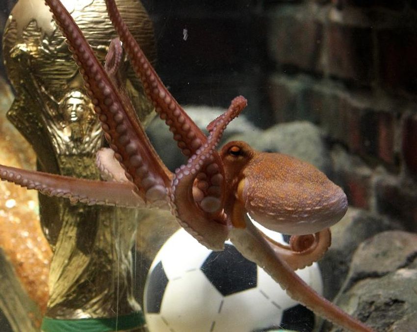 i24NEWS - Inky the octopus makes great escape from New Zealand aquarium
