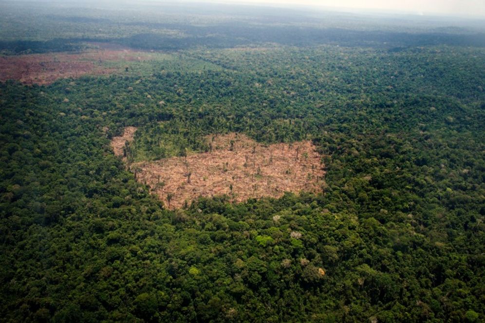 Albania Bans Cutting Down Trees For 10 Years - i24NEWS