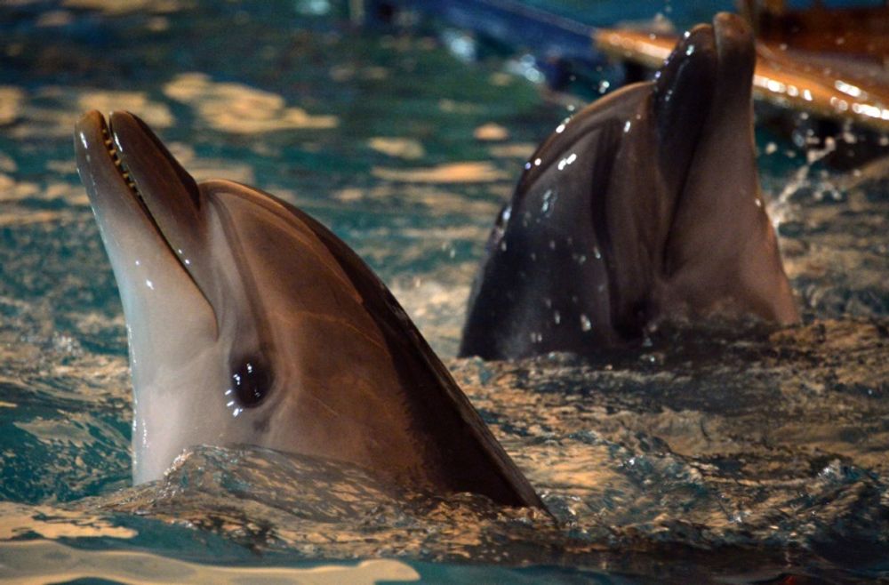 Russian Military Seeks Five Combat Dolphins - i24NEWS