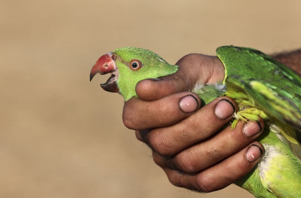 Gaza Bird Trappers Hunting For Gorgeous Parakeets - i24NEWS