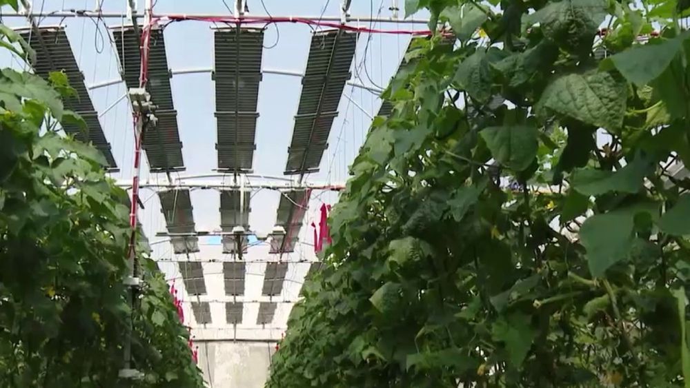 Israeli Startup Generates Electricity While Growing Tomatoes - i24NEWS Israeli Startup Generates Electricity While Growing Tomatoes - i24NEWS