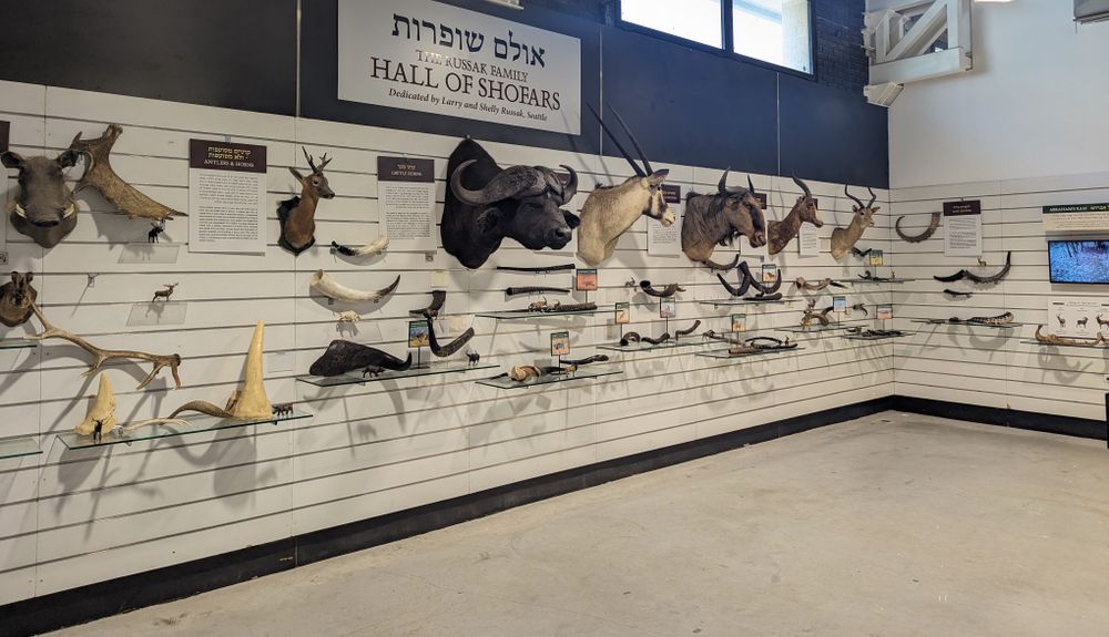 Israël : La Plus Grande Collection De Shofars Exposée À Beit Shemesh ...