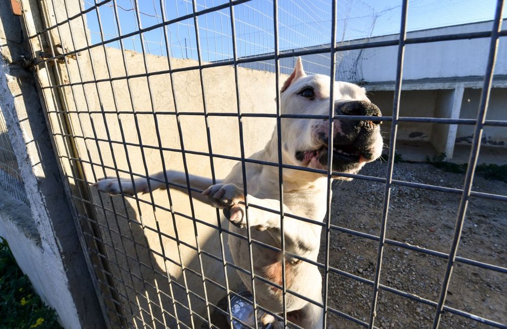 Tunisian Veterinarian Rescues, Shelters Stray Animals - i24NEWS