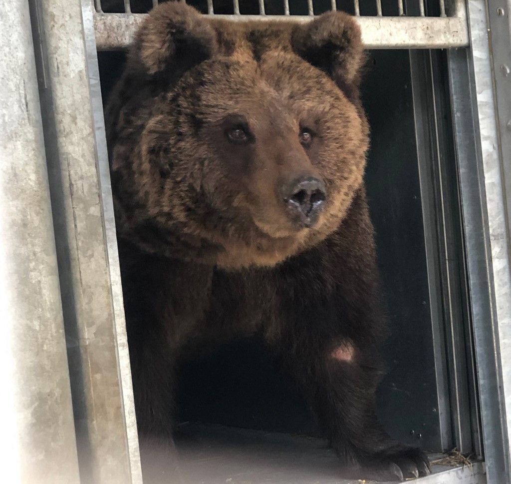 Iranian Villagers Beat Brown Bear To Death - i24NEWS