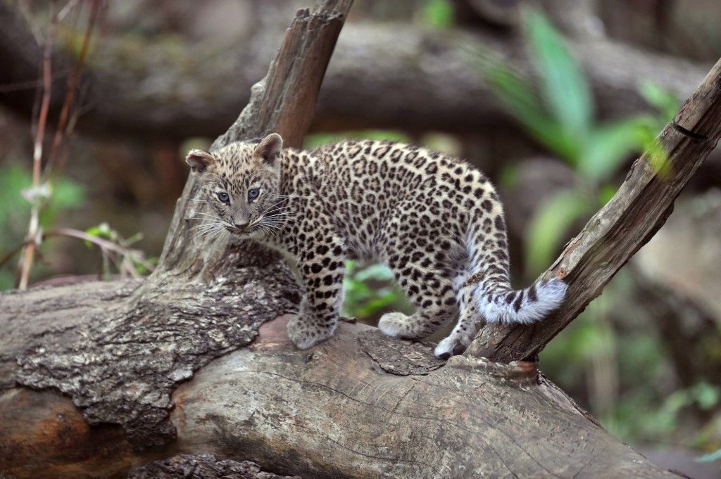 Une Panthère De Perse Élevée En France Acheminée En Israël Pour ...