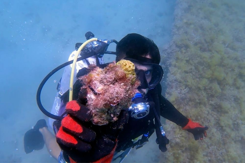 Marine Scientists In UAE Using Coral Nurseries To Revive Bleached Reefs ...