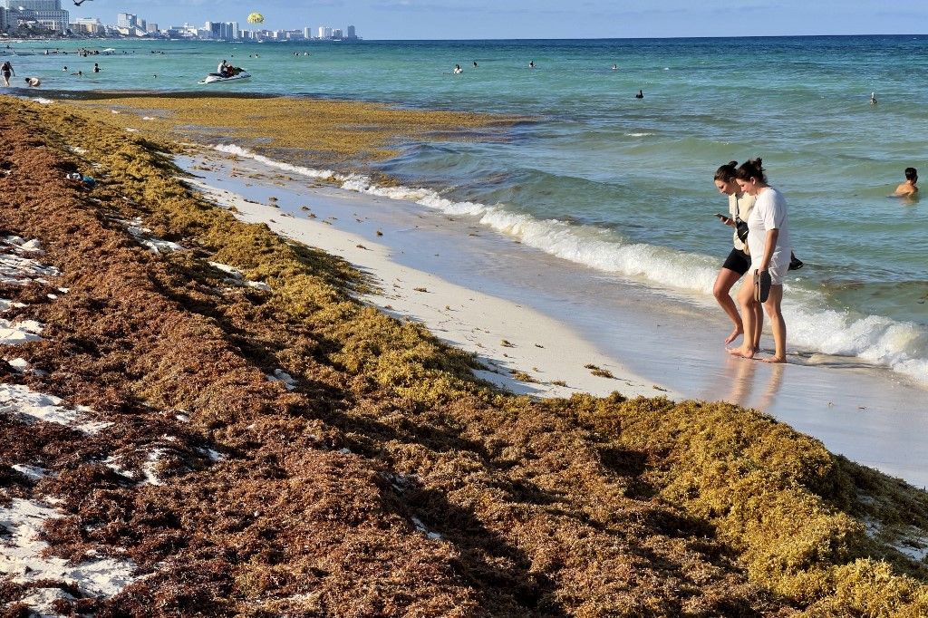 Seaweed Infested With Flesh-eating Bacteria Plagues Florida's Beaches ...