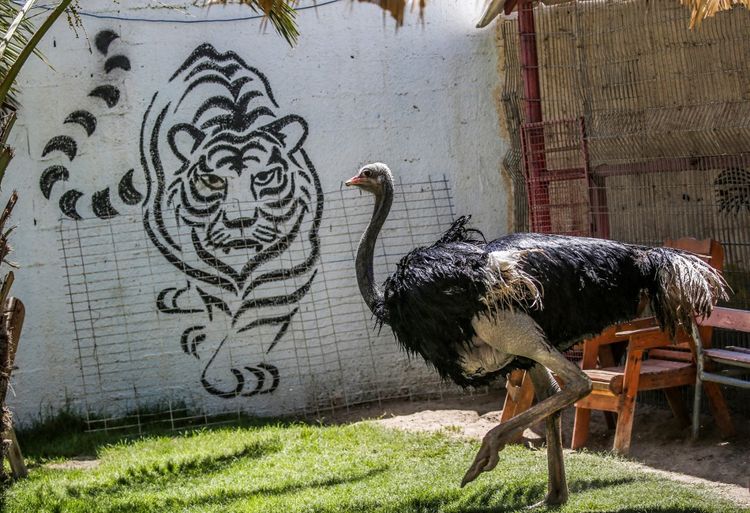 Gaza Zoos Fighting To Survive With Shortage Of Animals - i24NEWS