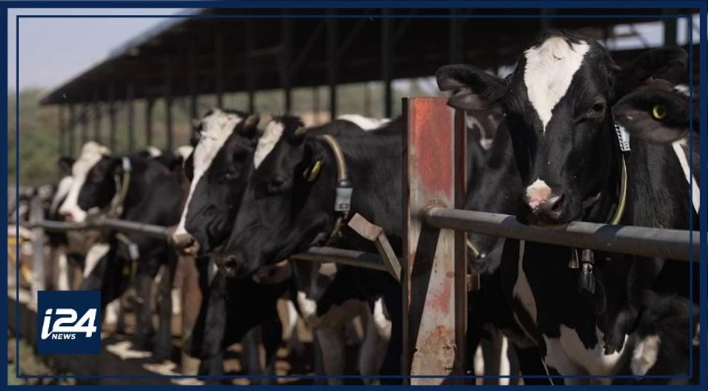 Israeli Lab Engineering Cows To Fight Climate Change - i24NEWS