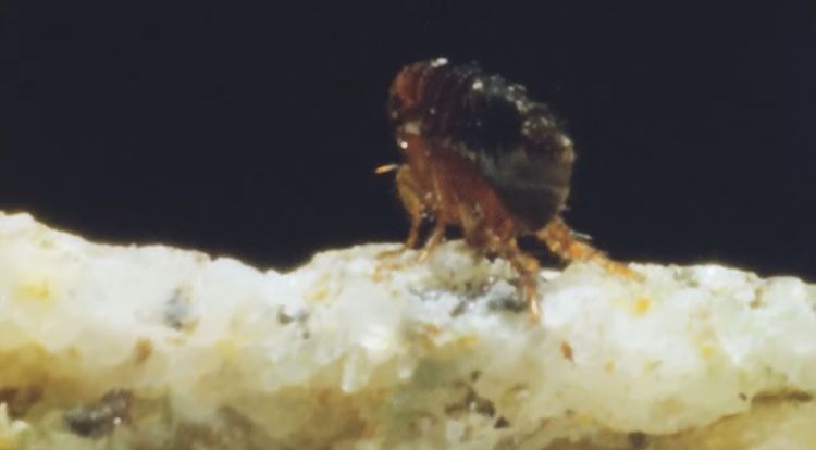 UN CAOUTCHOUC QUI S’INSPIRE DES INSECTES - i24NEWS