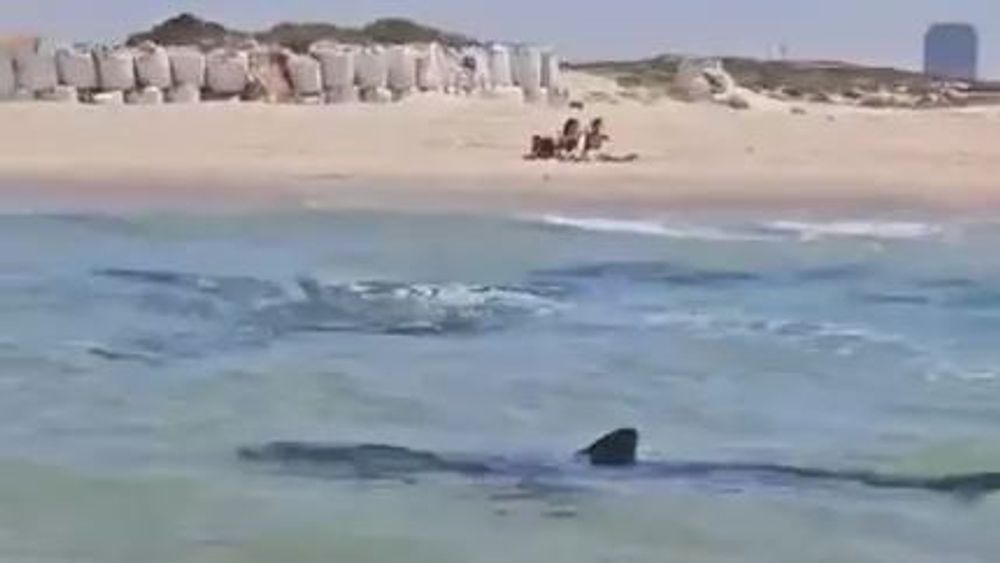 Attaque De Requin À Hadera : Des Indices Retrouvés Sur La Plage - i24NEWS