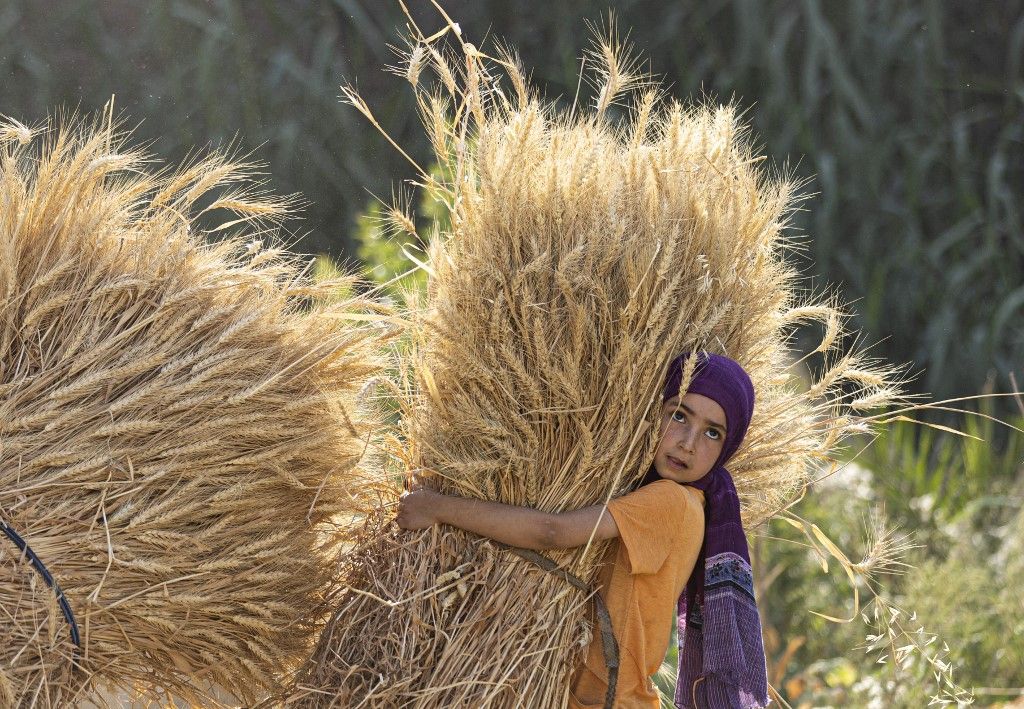 UAE Sign $500 Million Agreement To Supply Wheat To Egypt - i24NEWS