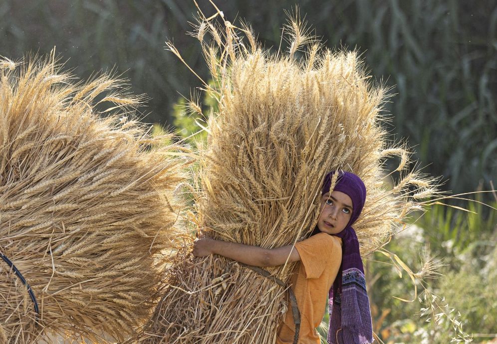 UAE Sign $500 Million Agreement To Supply Wheat To Egypt - i24NEWS