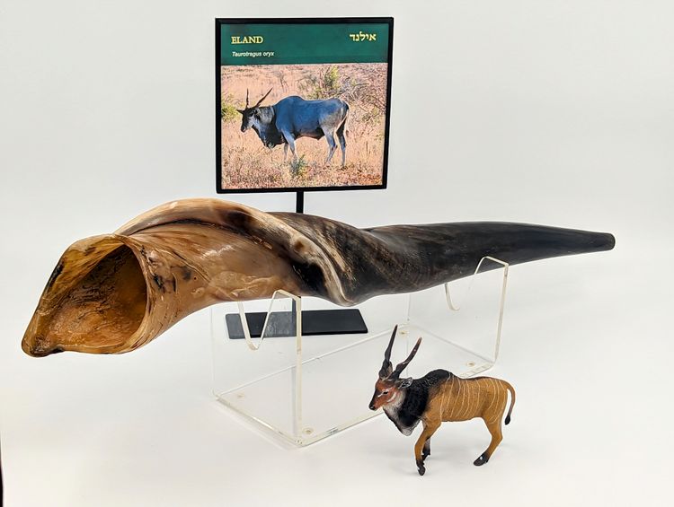 Torah And Fauna: Inside The Largest-ever Collection Of Shofars - i24NEWS