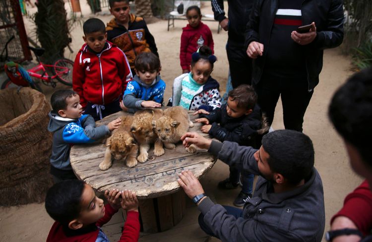 Gaza Zoos Fighting To Survive With Shortage Of Animals - i24NEWS