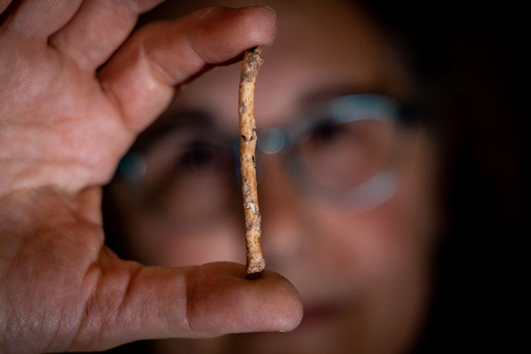 Archéologie : Des Flûtes Préhistoriques Découvertes Dans Le Nord D ...