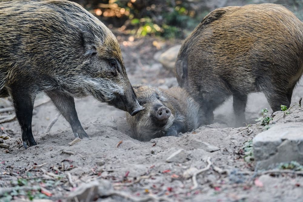 Wild Boars In Israel's Haifa Stir Friction Between Animal Rights Groups ...