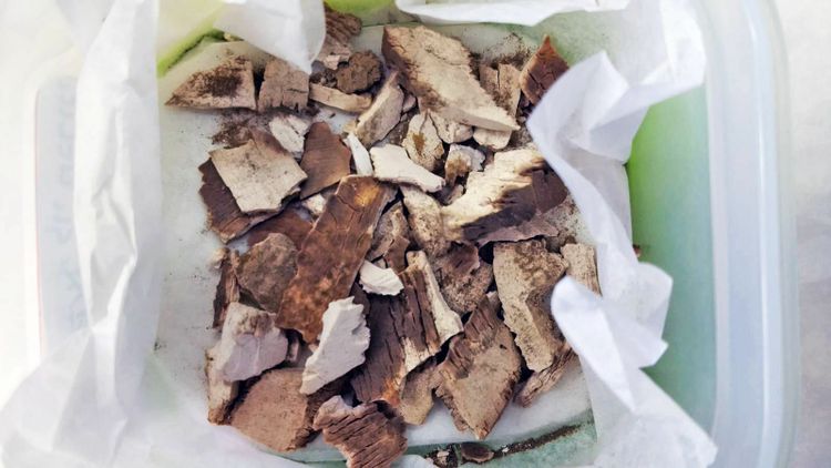 Hidden For Centuries: IAA Unveils 6,000 Year Old Ivory Artifact - i24NEWS