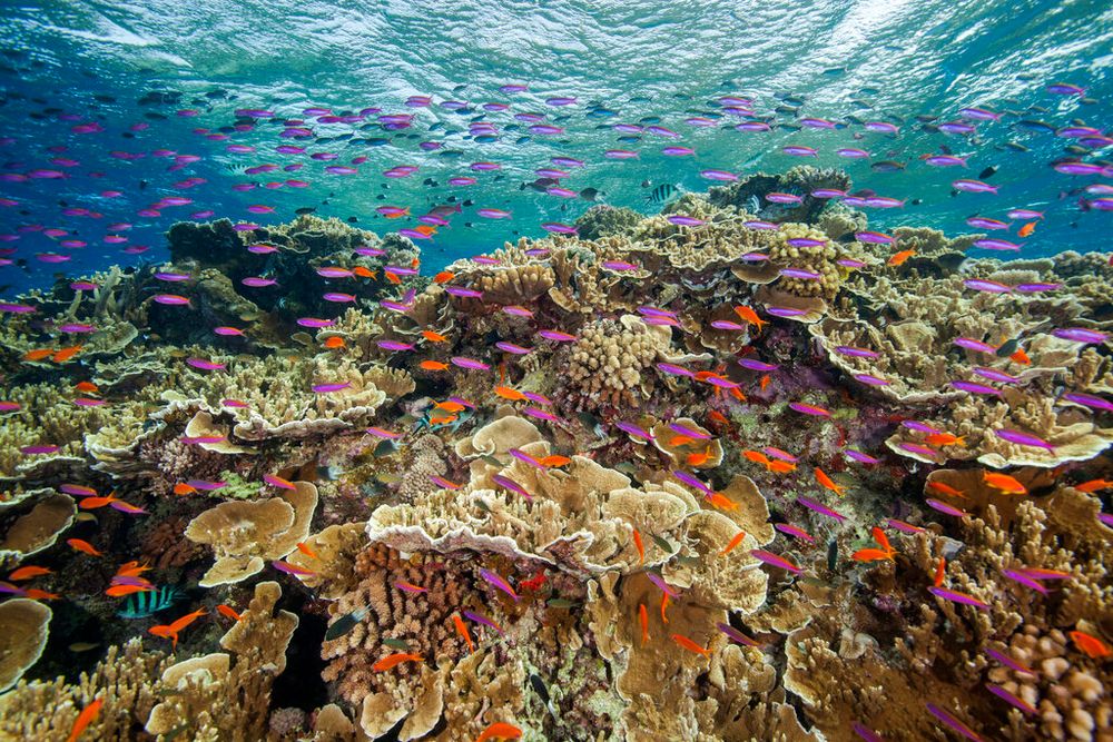 UN Calls For Great Barrier Reef To Be Listed As Endangered - i24NEWS