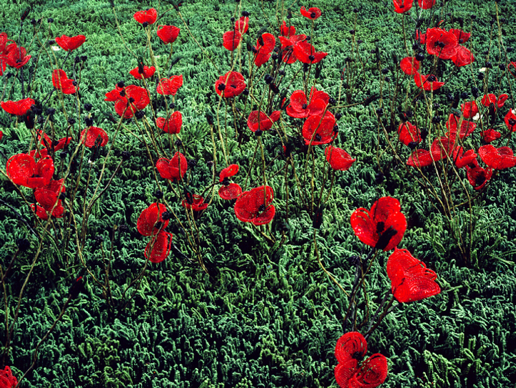 La Flore De La Terre D'Israël Dans L'art En L'honneur De Tou Bichvat ...