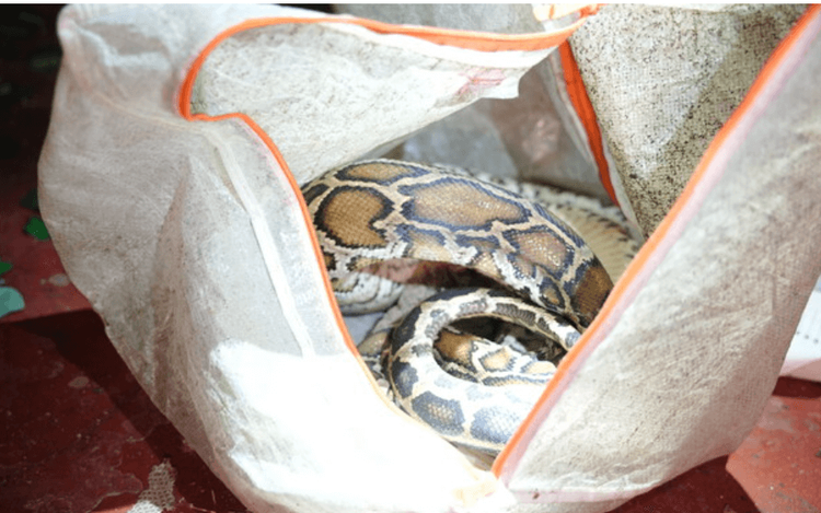 Israël : La Police Arrête Un Homme Pour Trafic Illégal De Pythons - i24NEWS