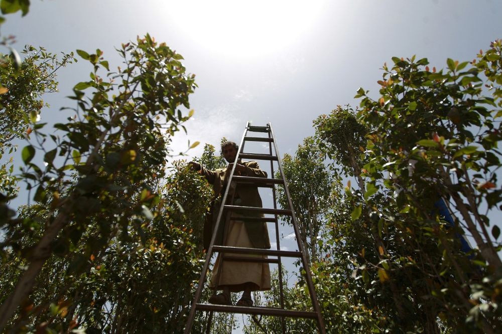 Yemen Farmers Inflame Climate Woes With Narcotic Cultivation - i24NEWS