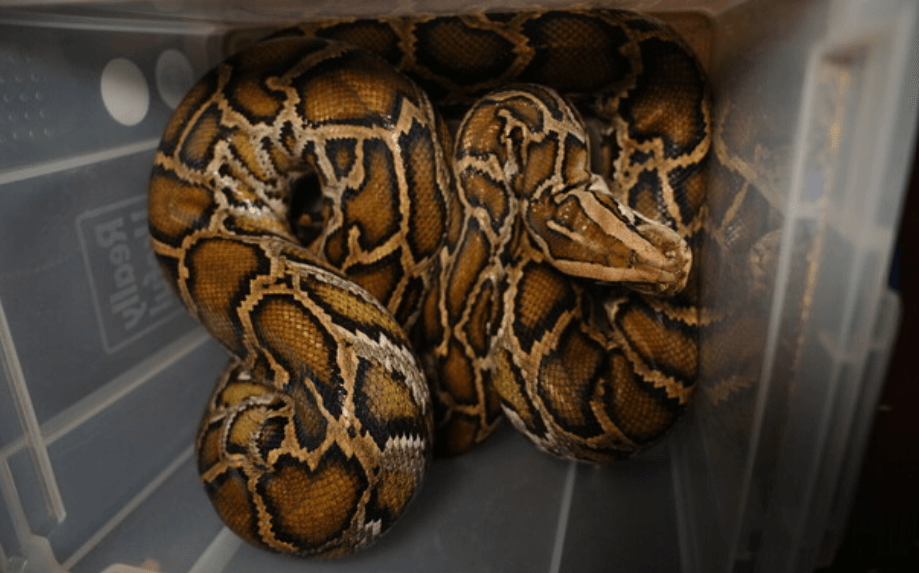 Israël : La Police Arrête Un Homme Pour Trafic Illégal De Pythons - i24NEWS