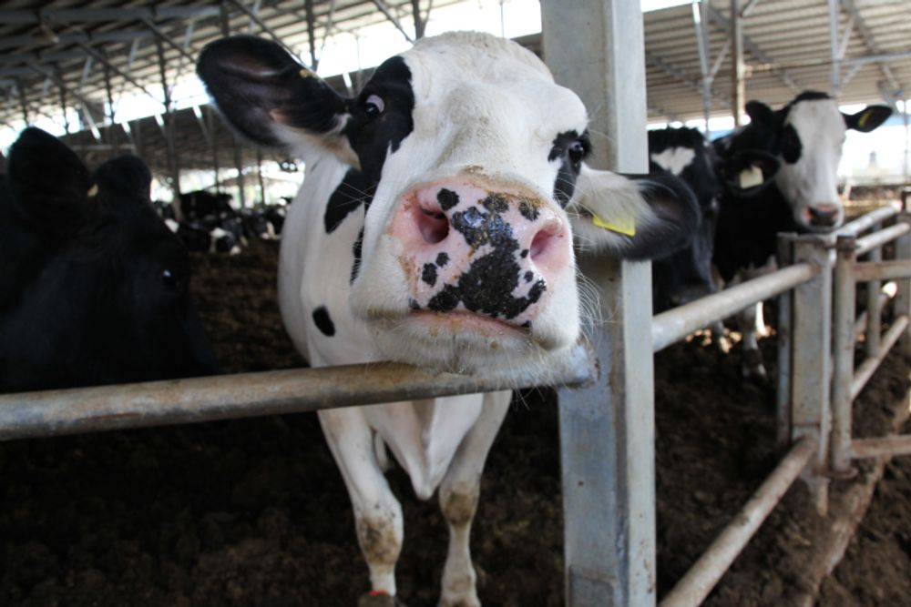 Israeli Food-tech Firm Raises $120m For Cow-free Milk - i24NEWS