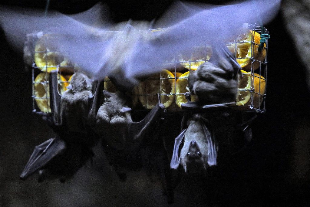 Israeli Study Examines Nature Vs Nurture In Adopted Bats - i24NEWS