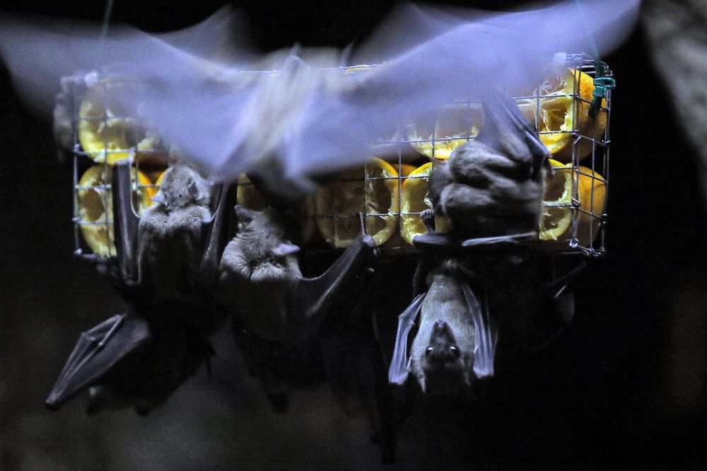 Israeli Study Examines Nature Vs Nurture In Adopted Bats - i24NEWS
