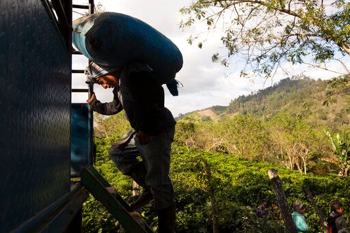 Coffee Crisis In Central America Fuels Migration - i24NEWS