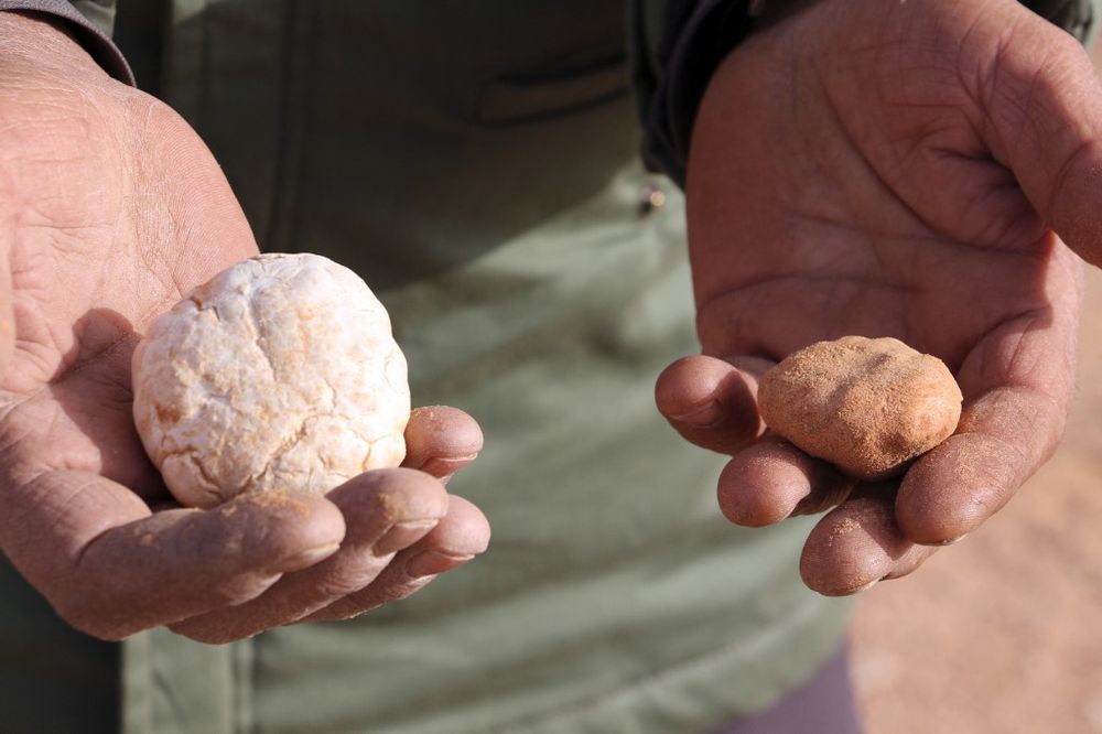 Israeli Scientists Cultivate Truffles In The Desert - i24NEWS