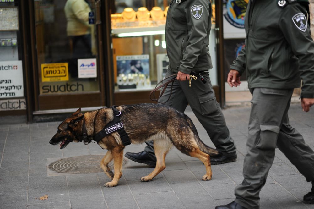 Israeli Company Trains Dogs To Be Used For Security - i24NEWS