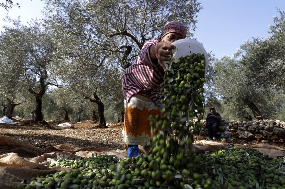 Israel’s Military Opens Border To Lebanon’s Olive Harvesters - i24NEWS