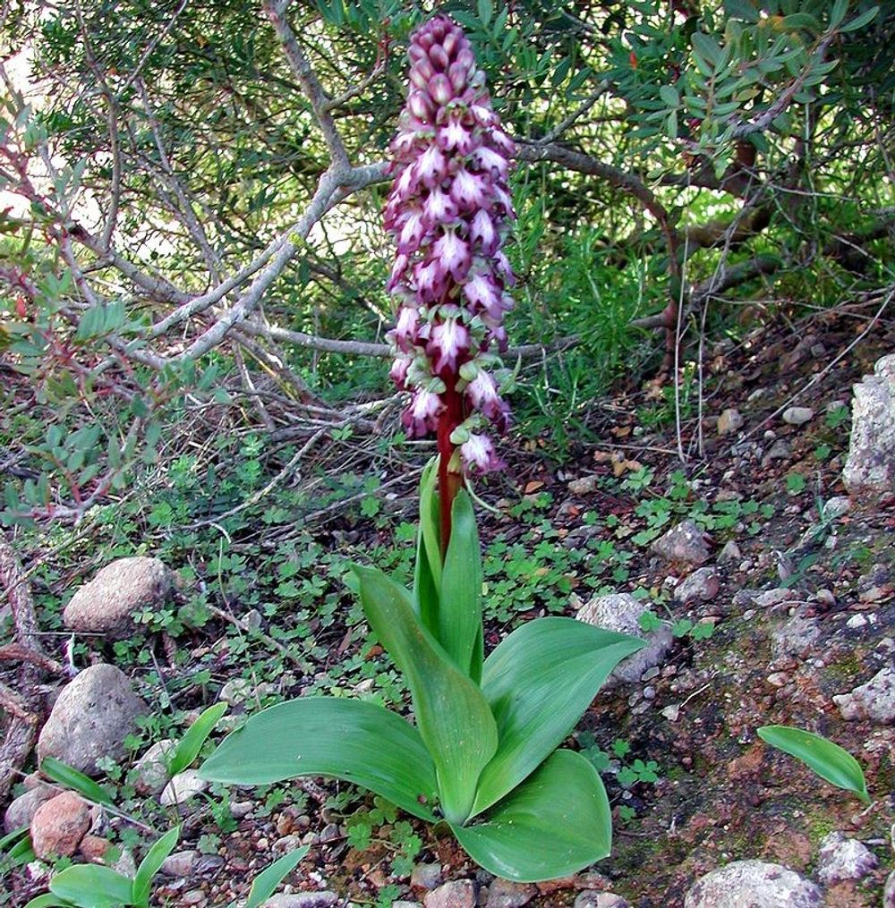 Un Orchis Géant Découvert Pour La Première Fois En Israël - i24NEWS
