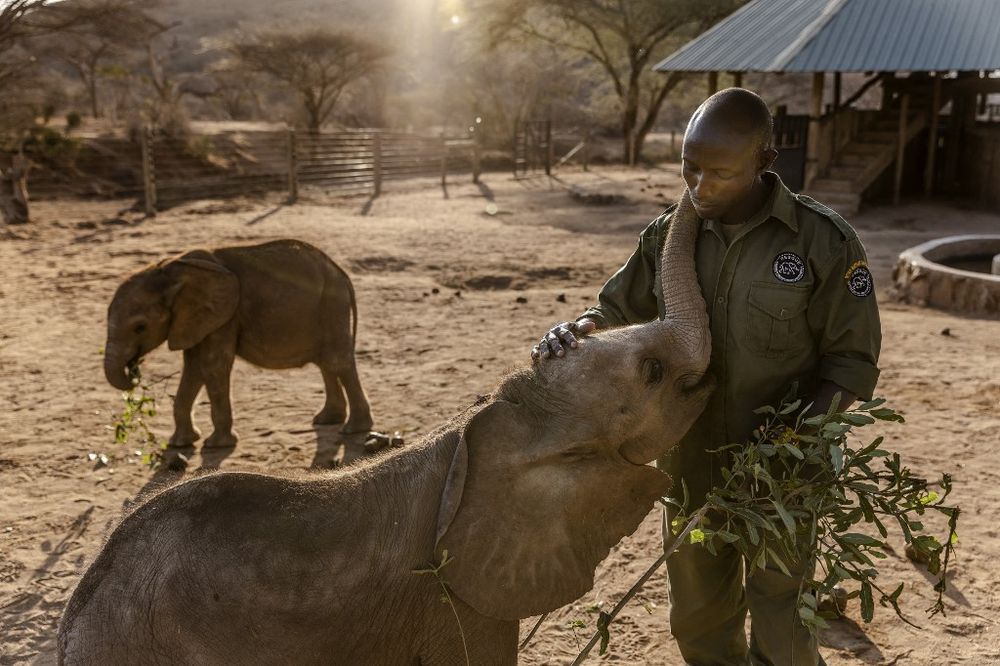 Kenya: Over 200 Elephants Die Amid Worst Drought In Decades - i24NEWS